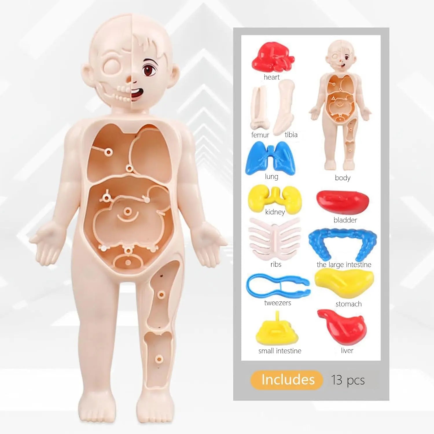 Human Body Model for Kids - Toynix